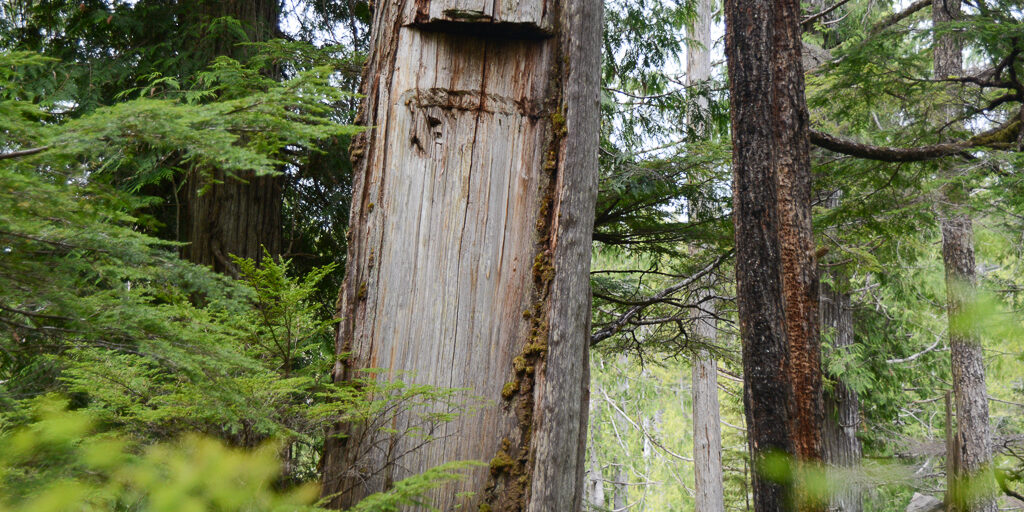 Biocultural Stewardship - Applied Conservation Science Lab