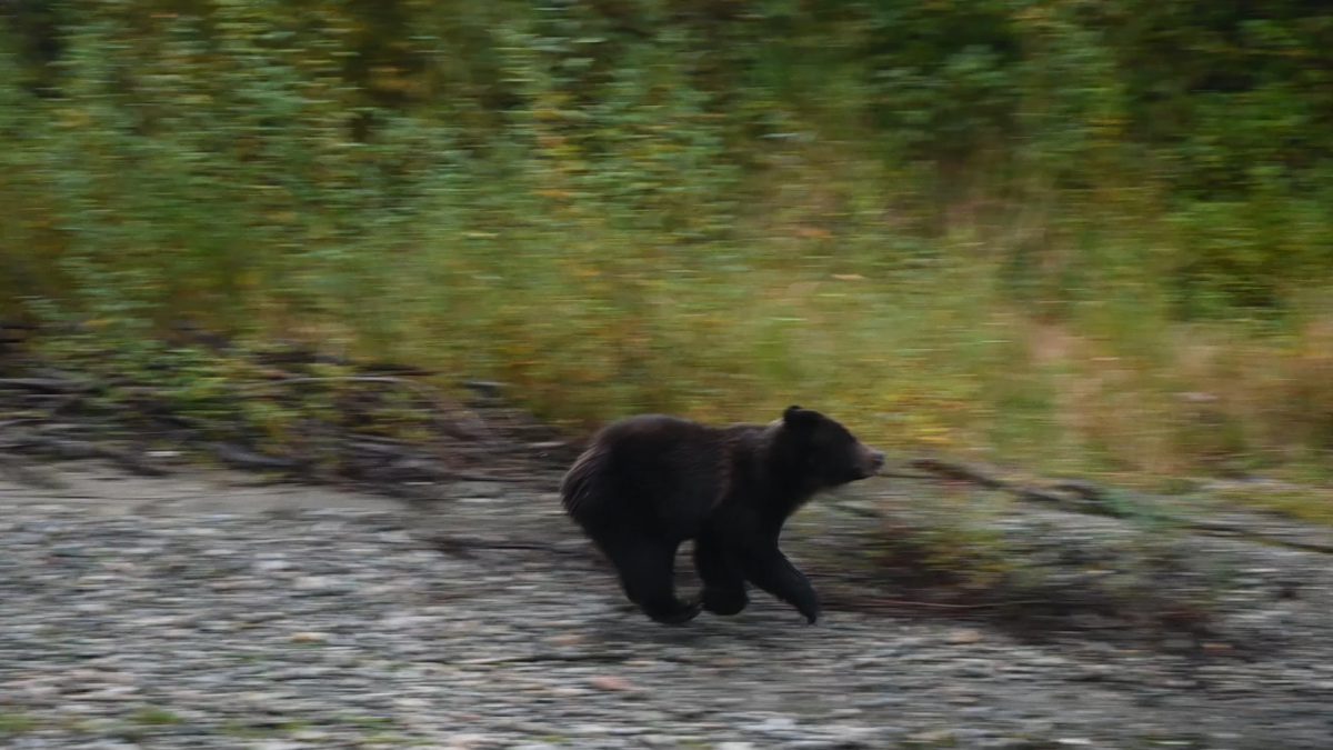 Operationalizing definitions of animal behaviour: building an ethogram ...